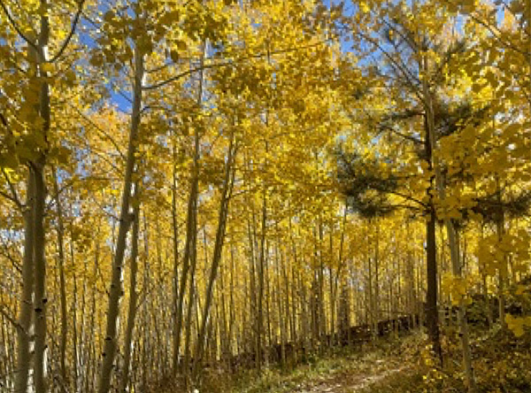 Arizona Trailblazers - Trip Report